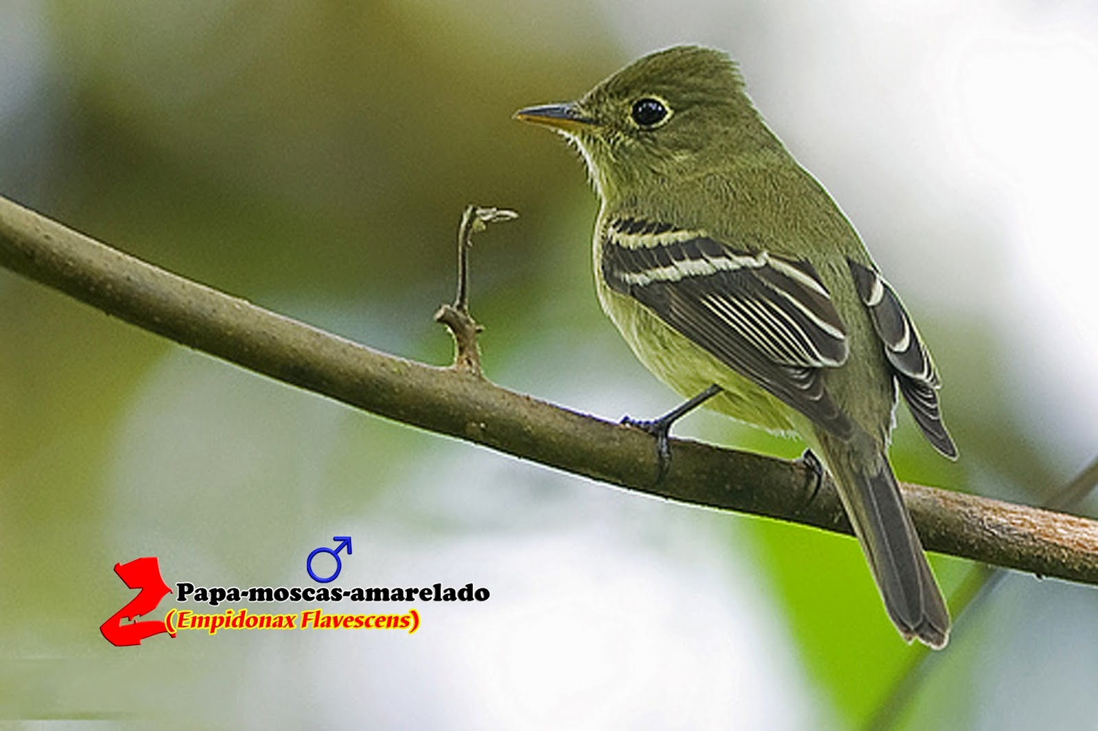 ORNITOLOGIA: Papa-moscas-amarelado (Empidonax flavescens)